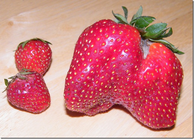 Baking And Boys!: TWD—White Chocolate Brownies and Other Stuff